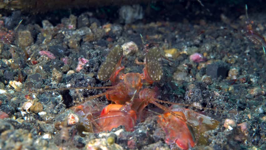 Time-lapse Termites Are Entering Their Nests In The Tropical Rain ...