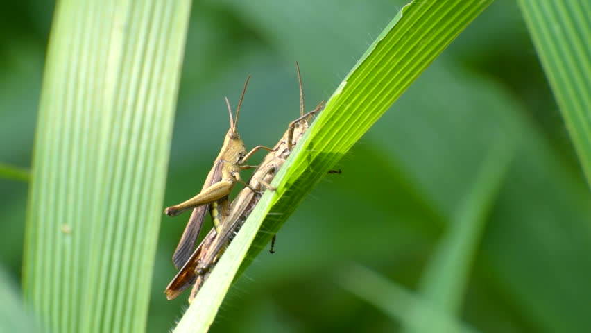 Cricket Bugs Mating In Jungle Green Leaves Nature Background Kolkata India Stock Footage