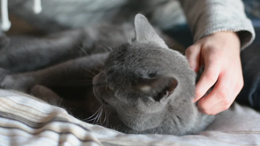 Handsome Young Man Cuddling His Stock Footage Video (100% Royalty-free ...
