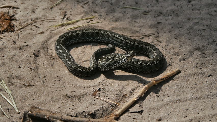 Swamp Adder Ominously Rolled In The Sand And Prepares To Attack Stock ...