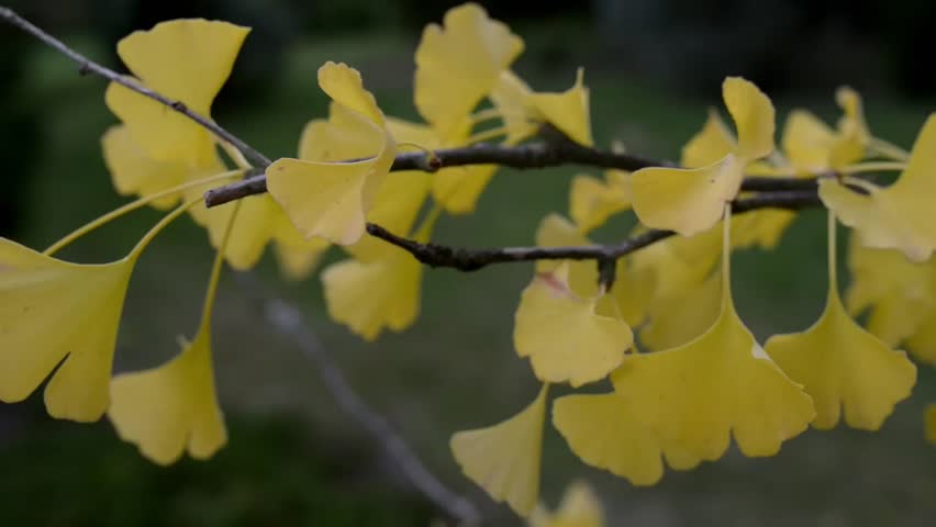 Yellow Leaves, Ginkgo Biloba Tree, Close Up, Autumn Scene Stock Footage ...