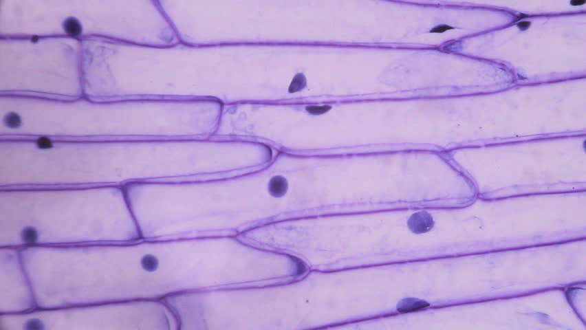 Onion Under The Microscope, Background. (Allium Cepa) Stock Footage ...