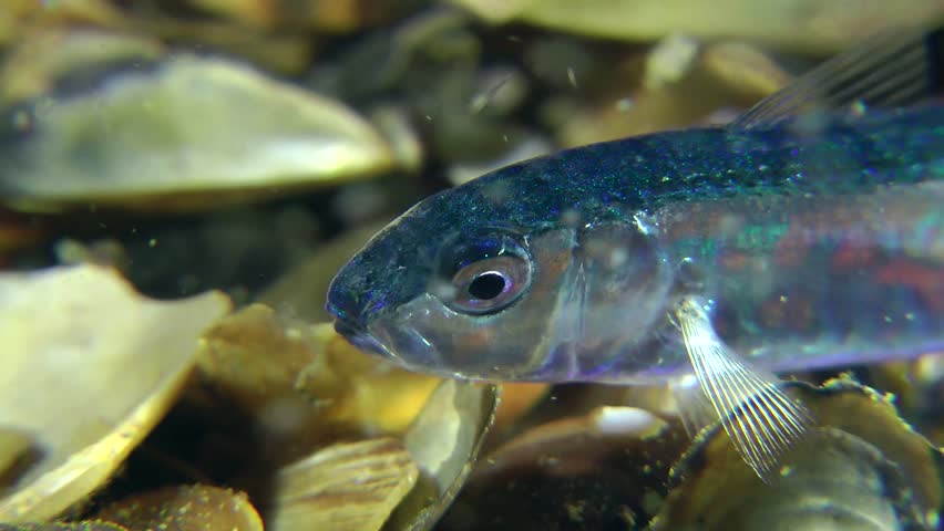 Golden Barb Or Golden Dwarf Barb In Aquarium. The Golden Barb Or Golden ...