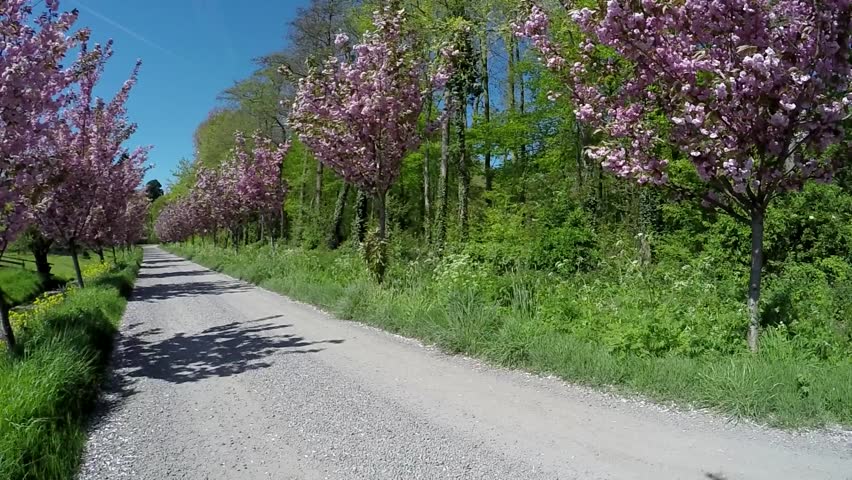 Moving Over Rural Road Towards Main Road Pink Cherry Blossom Trees On ...