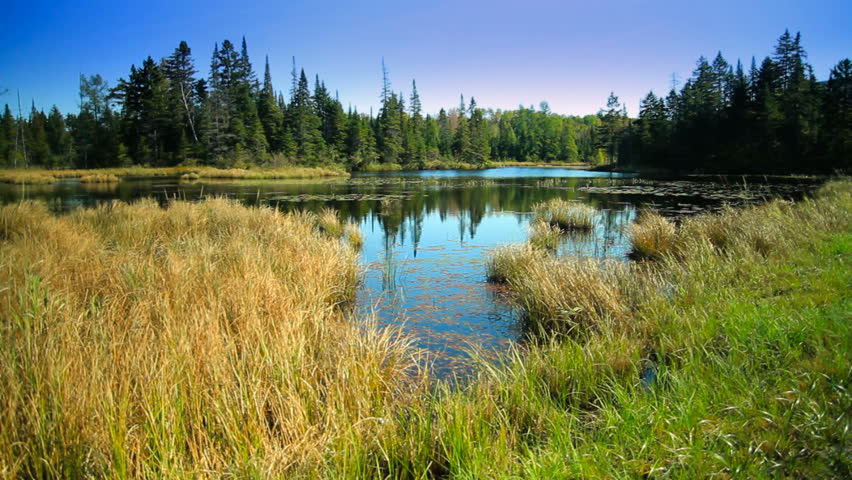 Beautiful Swamp Surrounded By Pine Stock Footage Video (100% Royalty ...