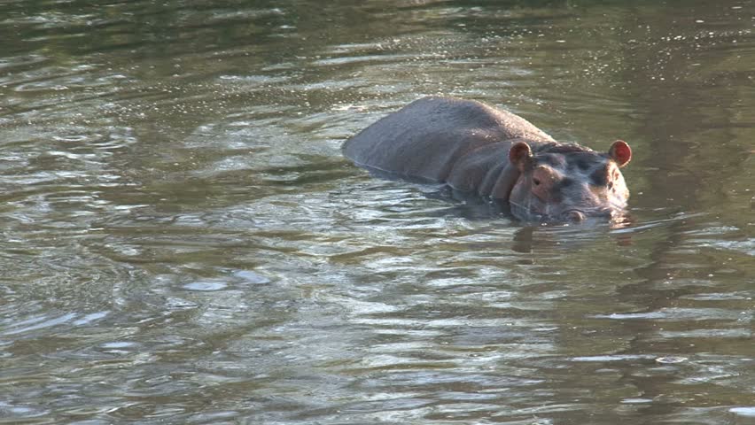 Hippo Pooping Stock Footage Video 13037807 | Shutterstock