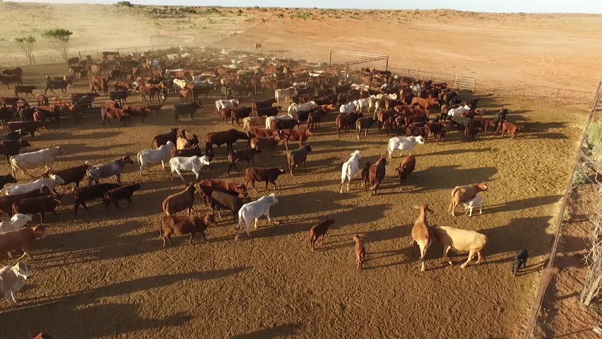 Aerial Cattle Muster, Aerial View In Outback Australia, More Than 500 ...