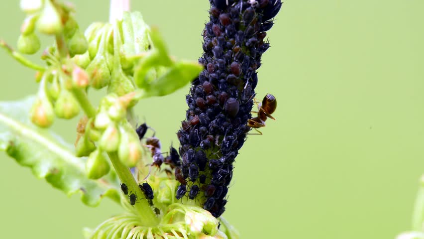 Black Lice, Colony with Ants Stock Footage Video (100% Royalty-free ...