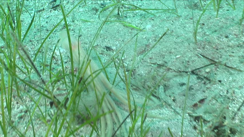 Nanobacterium Motion Inside The Petal Cells Of Dandelion (Taraxacum ...