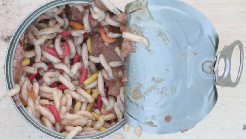 Maggots Stock Footage Video | Shutterstock