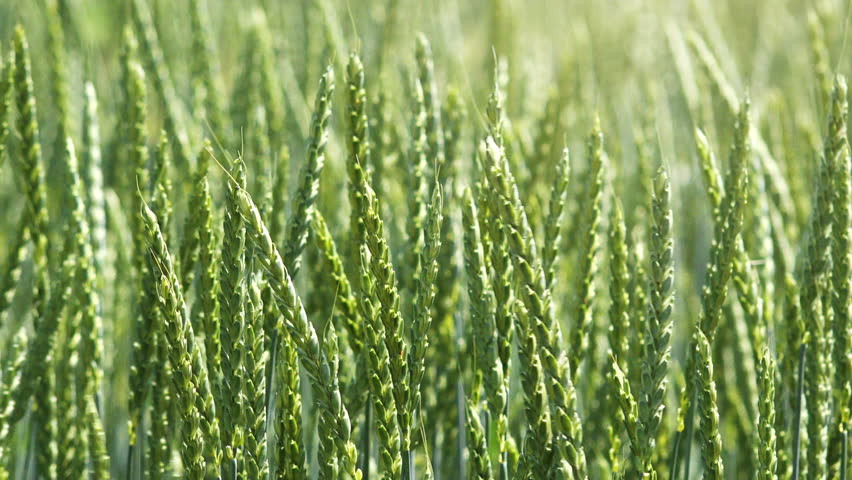 Spelt Wheat Crops Close Up, Dinkel Or Hulled Wheat In Cultivated Field ...