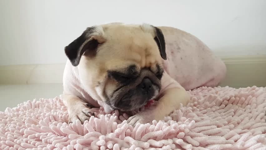 Close-up Face Of Cute Pug Dog Puppy Sleeping By Chin And Tongue Lay ...