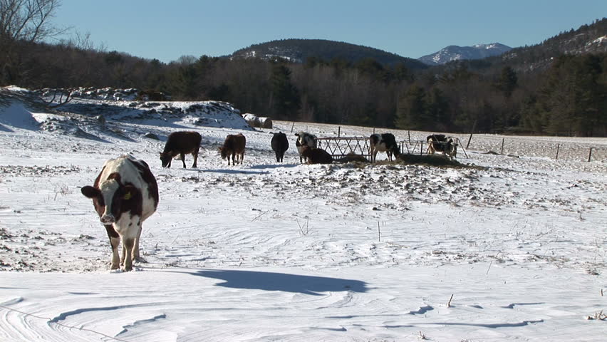 Group of Cattle On Snowy Stock Footage Video (100% Royalty-free ...