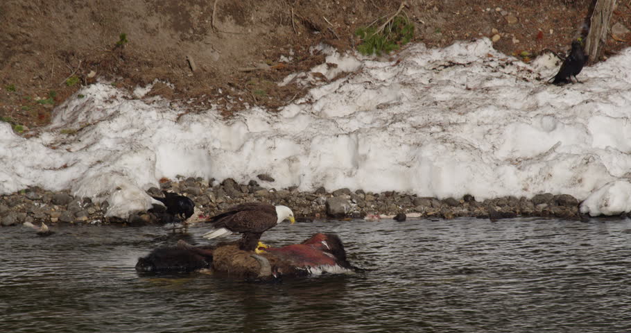 Ravens Walk Along Snowy River Stock Footage Video (100% Royalty-free ...