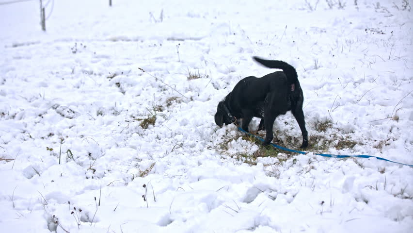 Husky Slow Motion Stock Footage Video 5817851 | Shutterstock
