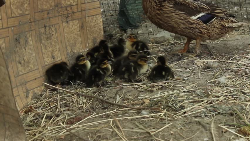 Wild Duck Protect Newly Hatched : vidéos de stock (100 % libres de ...