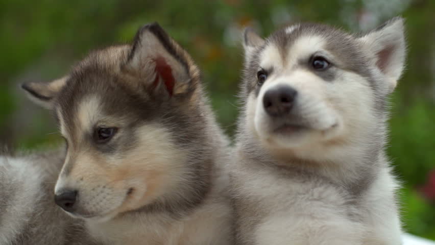 Stock video of close up calm fluffy malamute puppies | 17517754 ...