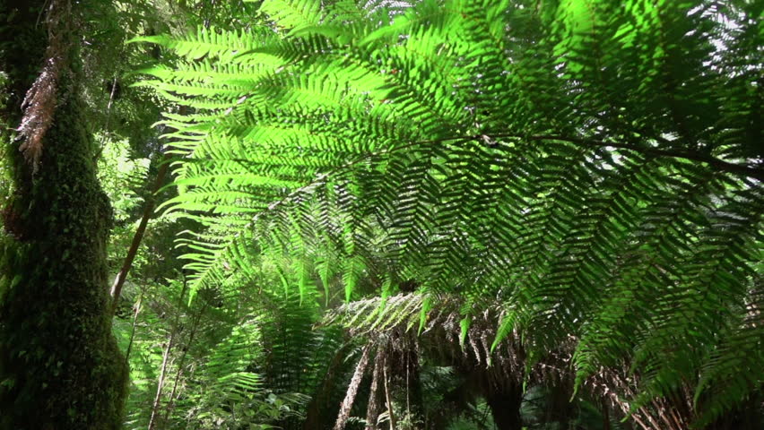 Moving Under Ferns In Forest Stock Footage Video 21791587 | Shutterstock