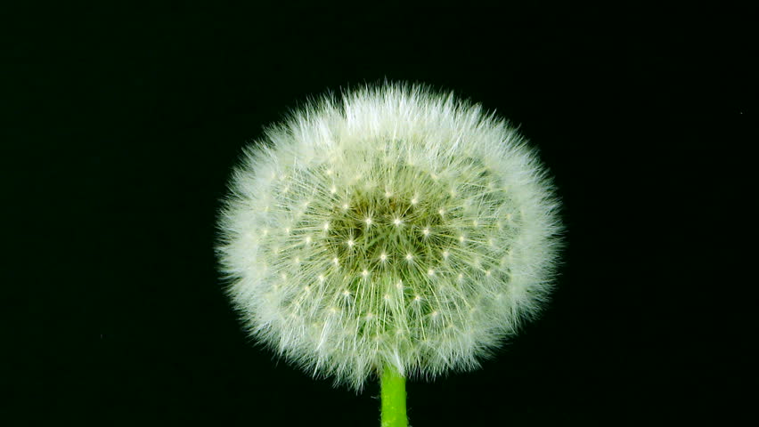 Time-lapse of Growing Dandelion Seeds Stock Footage Video (100% Royalty ...