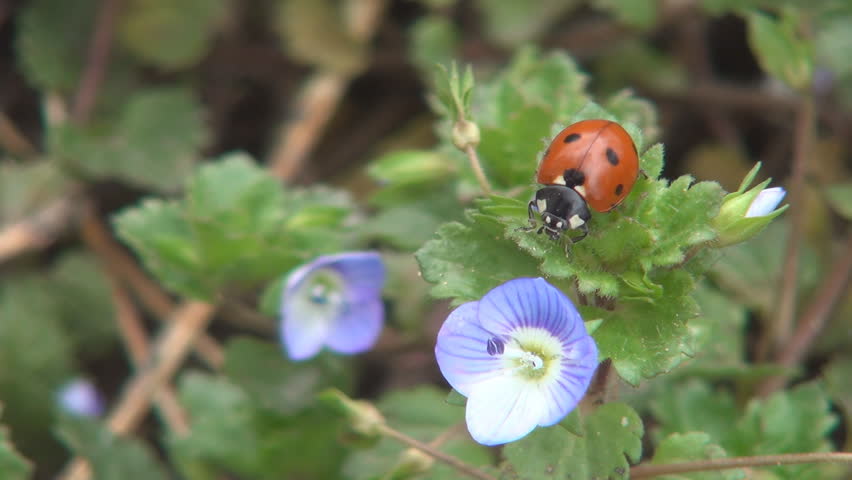 Ladybugs On Field Flowers On Meadow, Walking Ladybird On Lawn, Bug ...