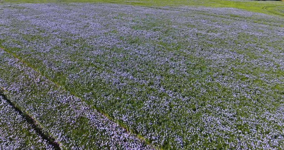 Flax Cultivation (Linum Usitatissimum) - Full Screen. Flax Is A Food ...