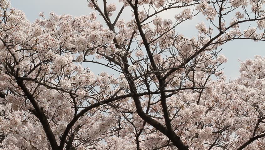 White Cherry Blossom Tree In Full Bloom Swaying In The Breeze,White ...