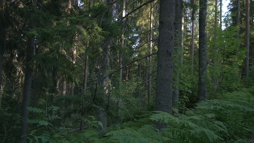 Stock video of thick forest | 18610004 | Shutterstock