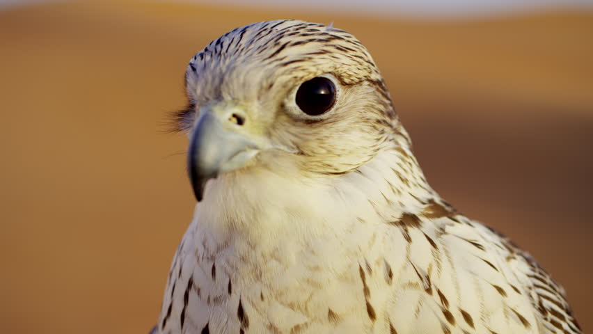 Saker Falcon In Close Up Outdoors In Arabian Desert Location Stock ...