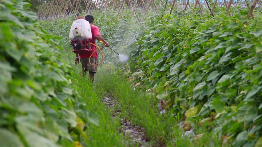 Farmer Spraying Pesticide in Cucumber Stock Footage Video (100% Royalty ...