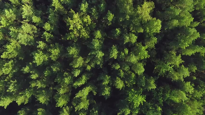 Forest Tree Tops Wallpaper