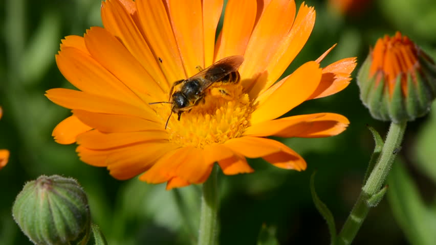 Red Bug On Calendula Flower. Stock Footage Video 1049002 | Shutterstock