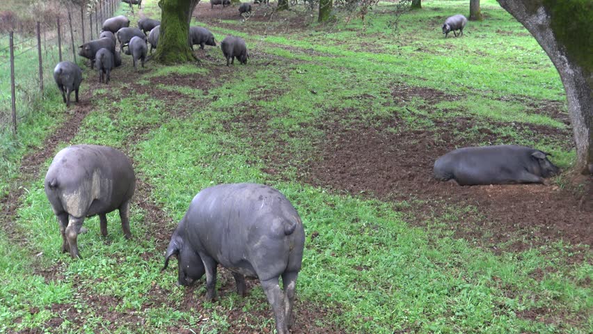 Iberian Pigs And Oak Trees Stockvideos & Filmmaterial 1007269354 ...
