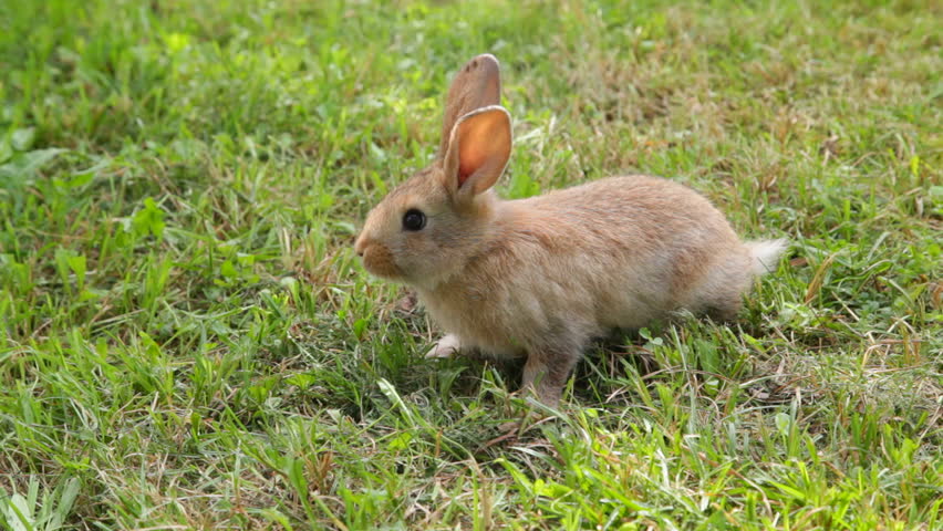 Bunny Grazing In Grass Stock Footage Video 4967753 | Shutterstock