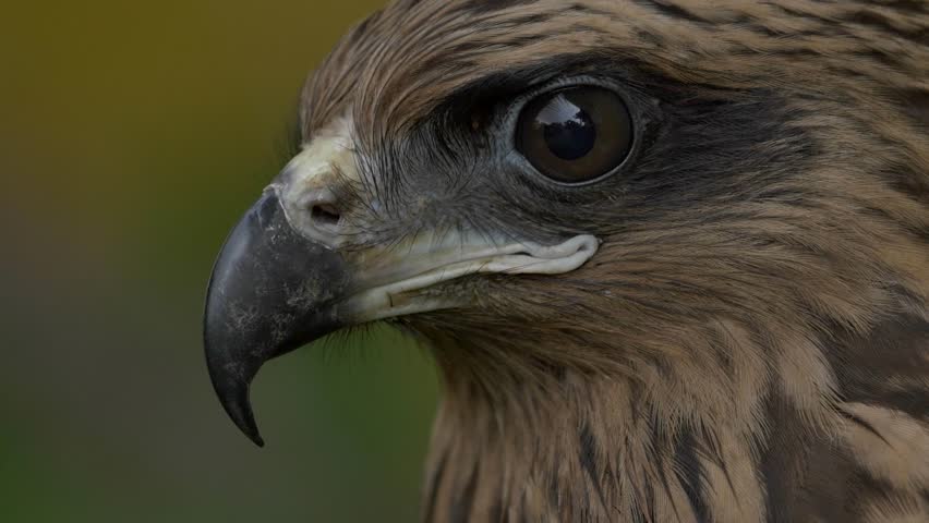 The Face Of A Hawk Stock Footage Video 19422841 | Shutterstock
