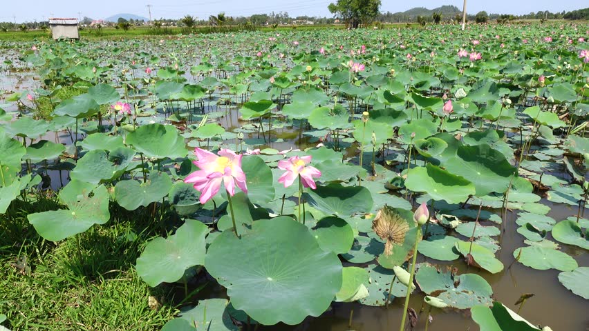 Scenic Lotus Flower Farm In Cambodia Stock Footage Video 11270906 ...