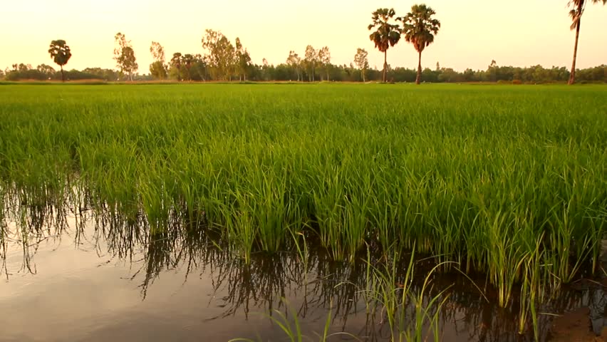 Wind Blowing in the Paddy Stock Footage Video (100% Royalty-free ...