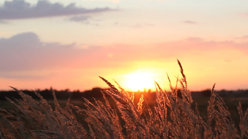 Sunset in the Summer Field. Stock Footage Video (100% Royalty-free ...
