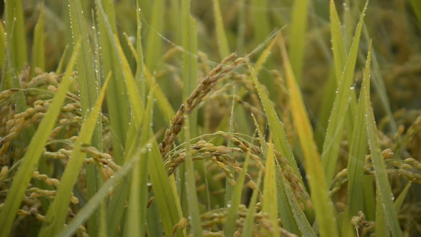 Stock Video Clip of rice plant/Fall field in Korea | Shutterstock