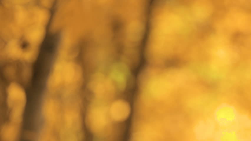 Natural Motion Background. Autumn Mood.Nice Background With Sunlight ...