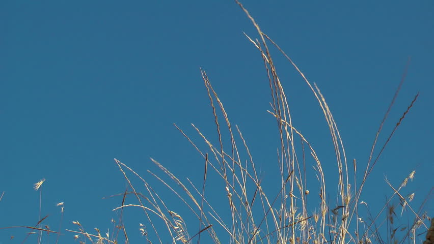 Grass in the Wind Stock Footage Video (100% Royalty-free) 20069554 ...