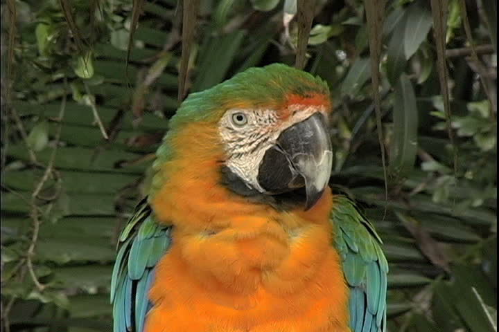 Blue and Gold Parrot Stock Footage Video (100% Royalty-free) 2008154 ...