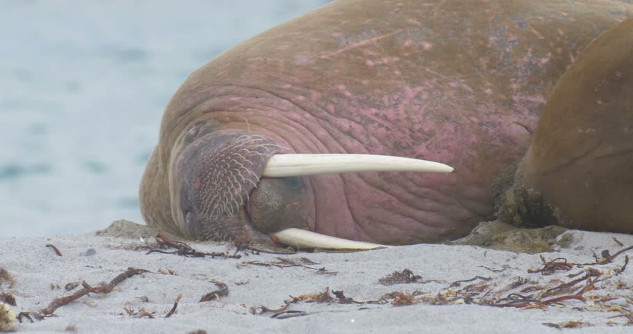 Walrus Lying On Beach And Having Rest Near Water In Zoo Stock Footage ...