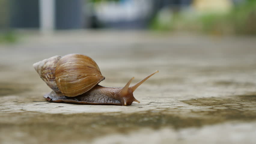 Stock video of 4k land snail move forward | 20313154 | Shutterstock