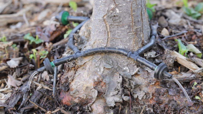 Stock video of 3 emitters from a drip watering | 2031604 | Shutterstock