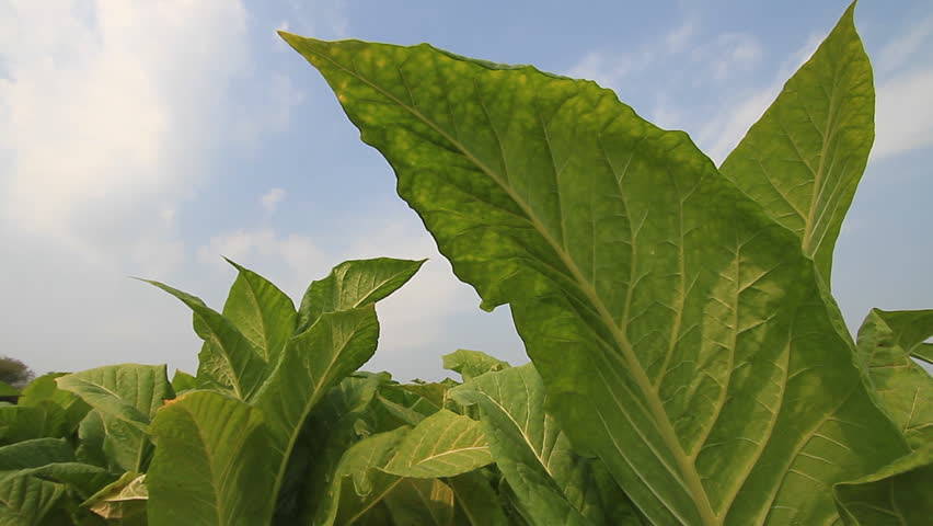 Tobacco Leaf Stock Footage Video | Shutterstock
