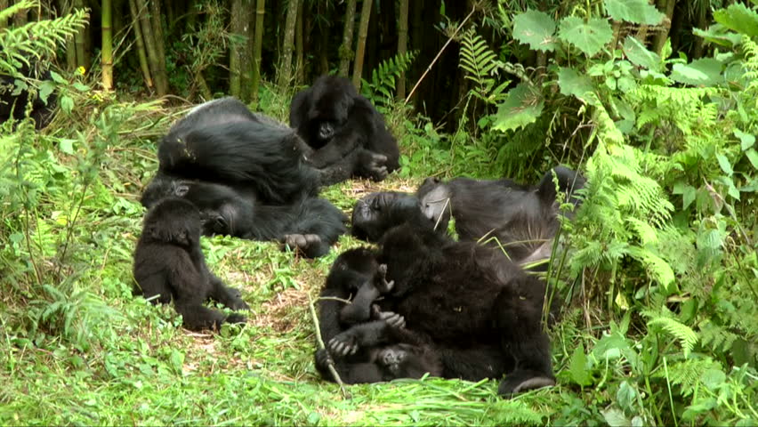 Gorilla and baby sleeping image - Free stock photo - Public Domain ...