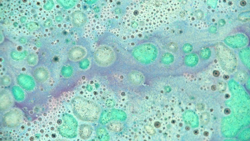 Yeast Fungi Organisms Under Microscope 100x Stock Footage