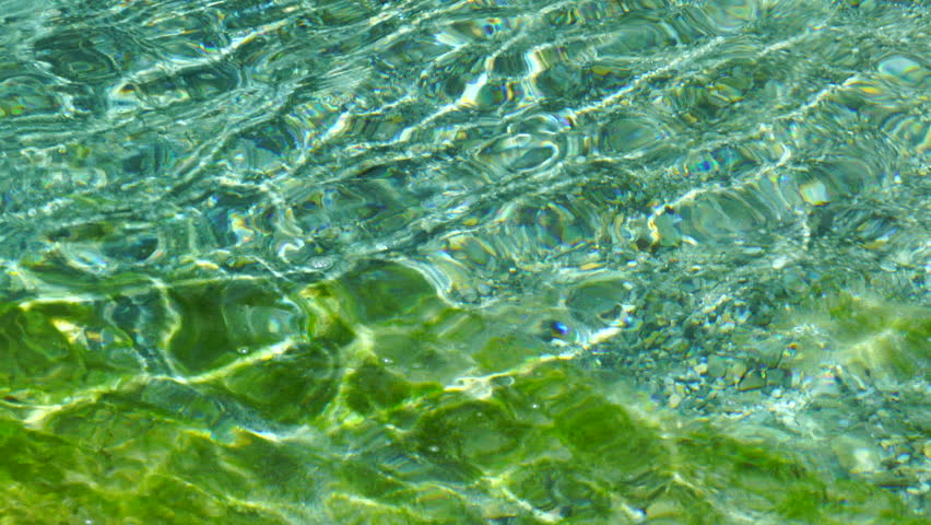 Nanobacterium Motion Inside The Petal Cells Of Dandelion (Taraxacum ...