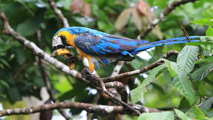 The Blue-and-yellow Macaw (Ara Ararauna), Also Known As The Blue-and ...