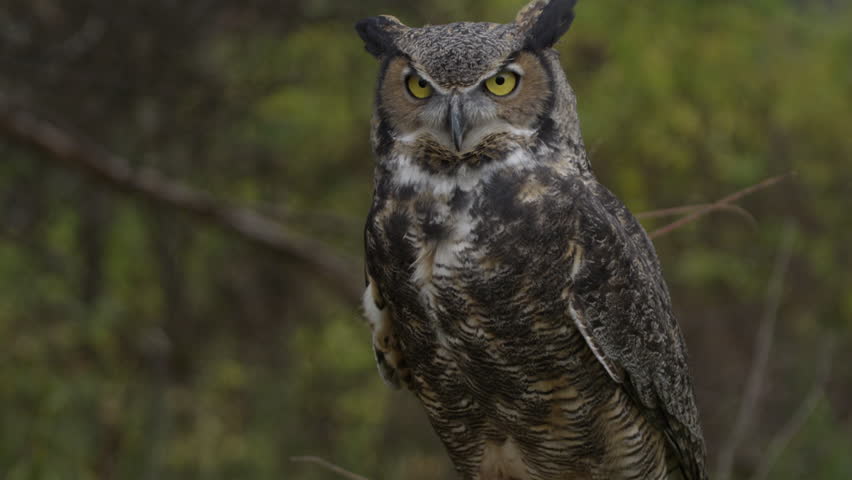 Great Horned Owl Looking Down Stock Footage Video (100% Royalty-free ...